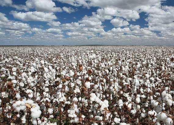 Xinjiang Cotton