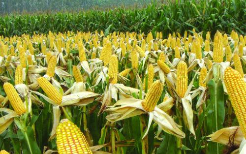 Across China: Beijing farmers harvest wealth from fresh corn - Xinhua ...