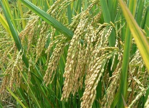 Nearly 4,000 hybrid rice varieties grown in China - Xinhua Silk Road